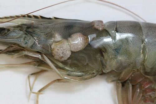 BP sees a return to grandeur as Gulf fishermen reel from disaster ...